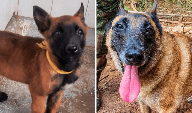 Wilson perro | Así fue entrenado Wilson, el perrito rescatista perdido ...