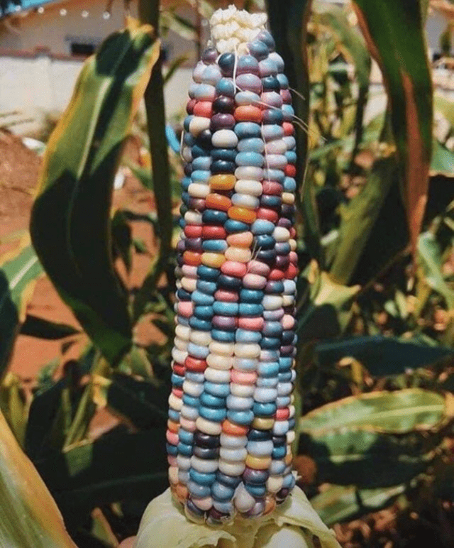 Maíz natural o artificial : conoce el glass gem corn, el maíz más ...