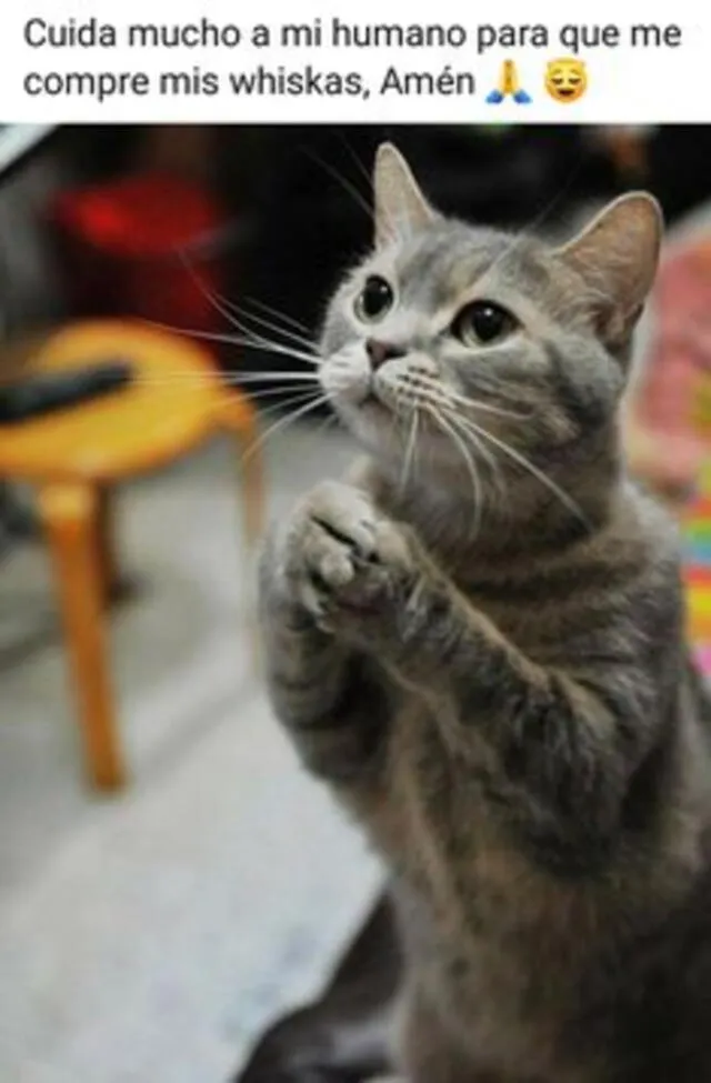 ¡gatitos Virales Los Mejores Memes Del Día Internacional Del Gato Que Te Harán Reír Sin Parar
